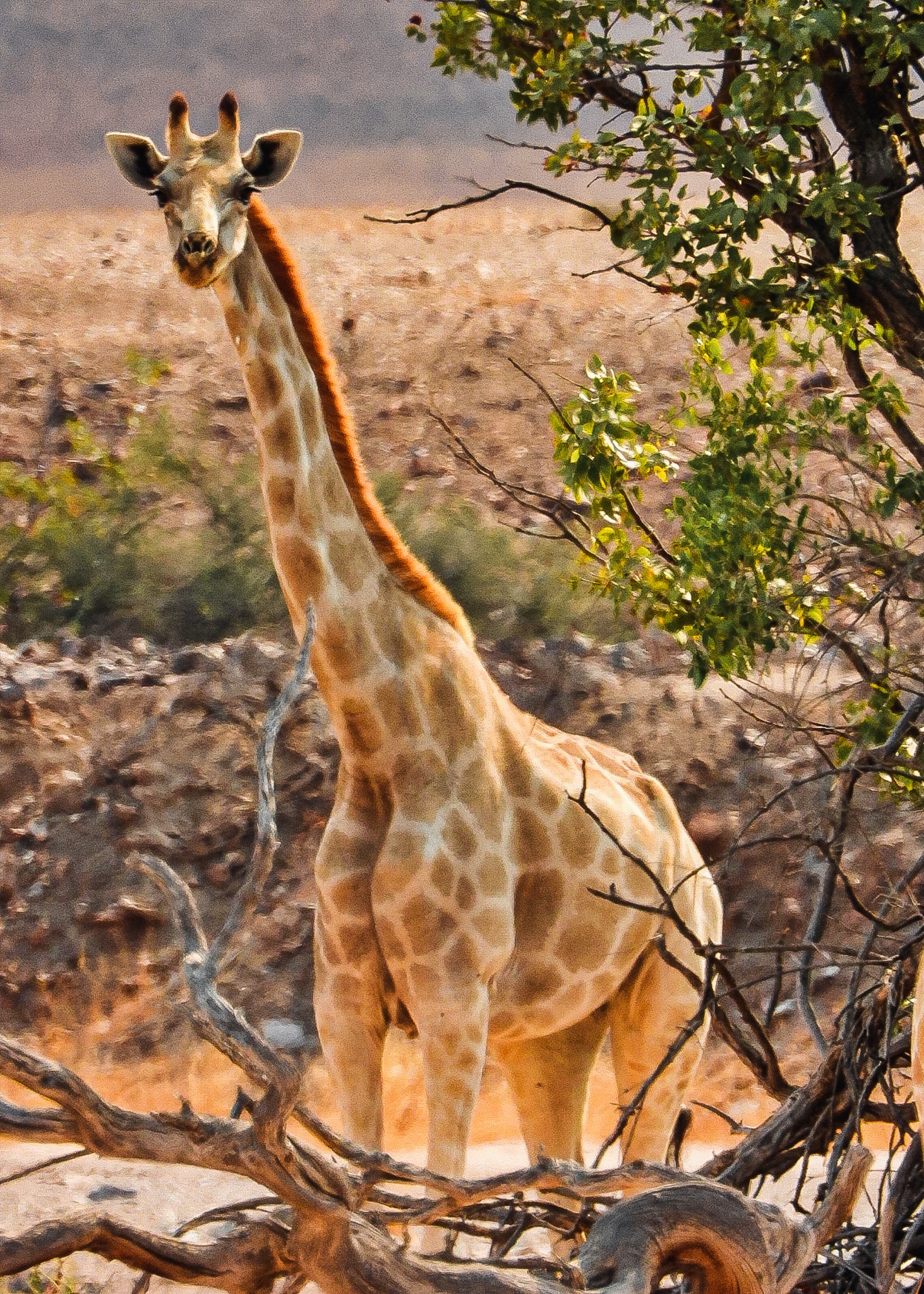 Adopt-a-Giraffe Program - Give to GCF