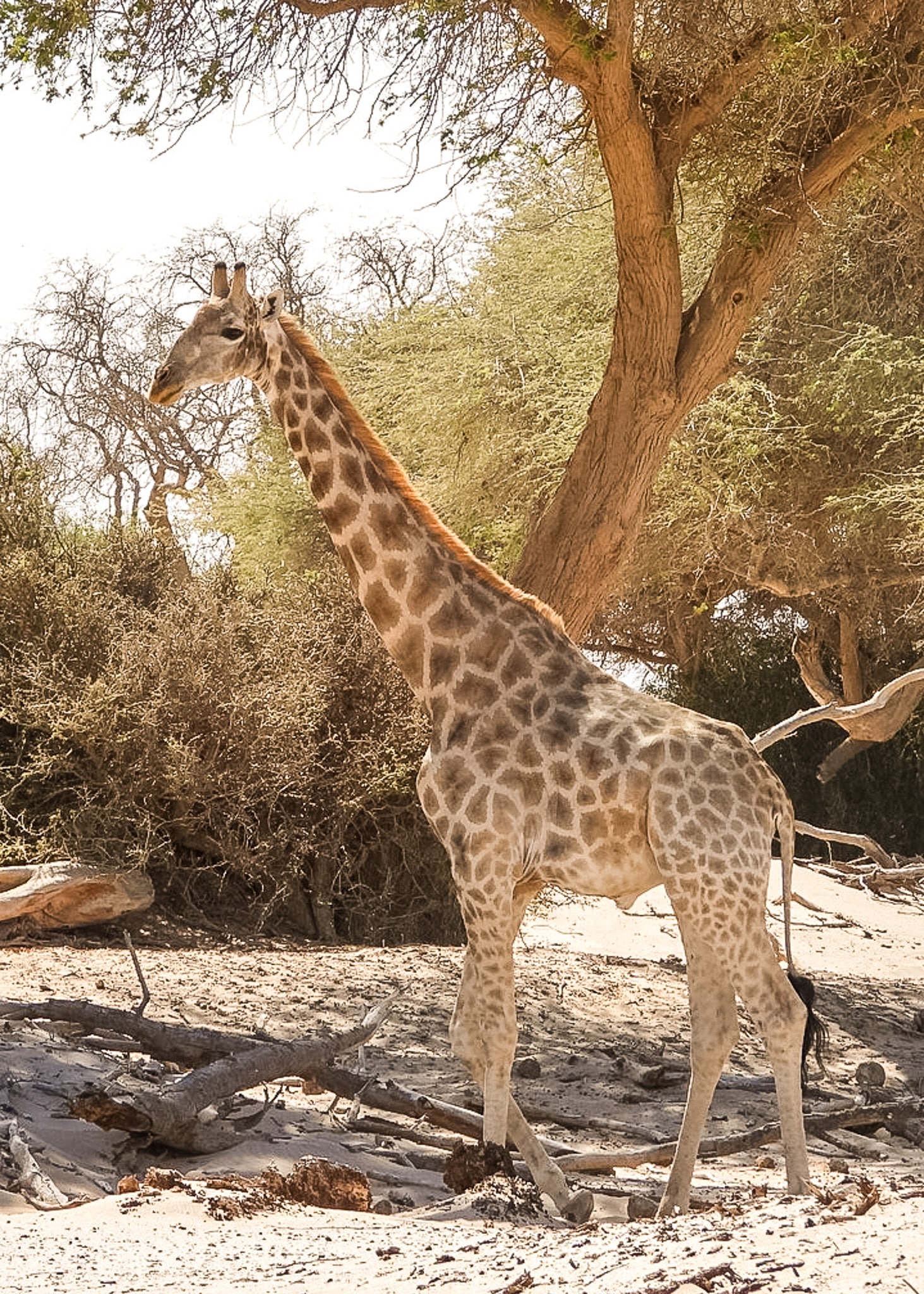 Adopt-a-Giraffe Program - Give to GCF
