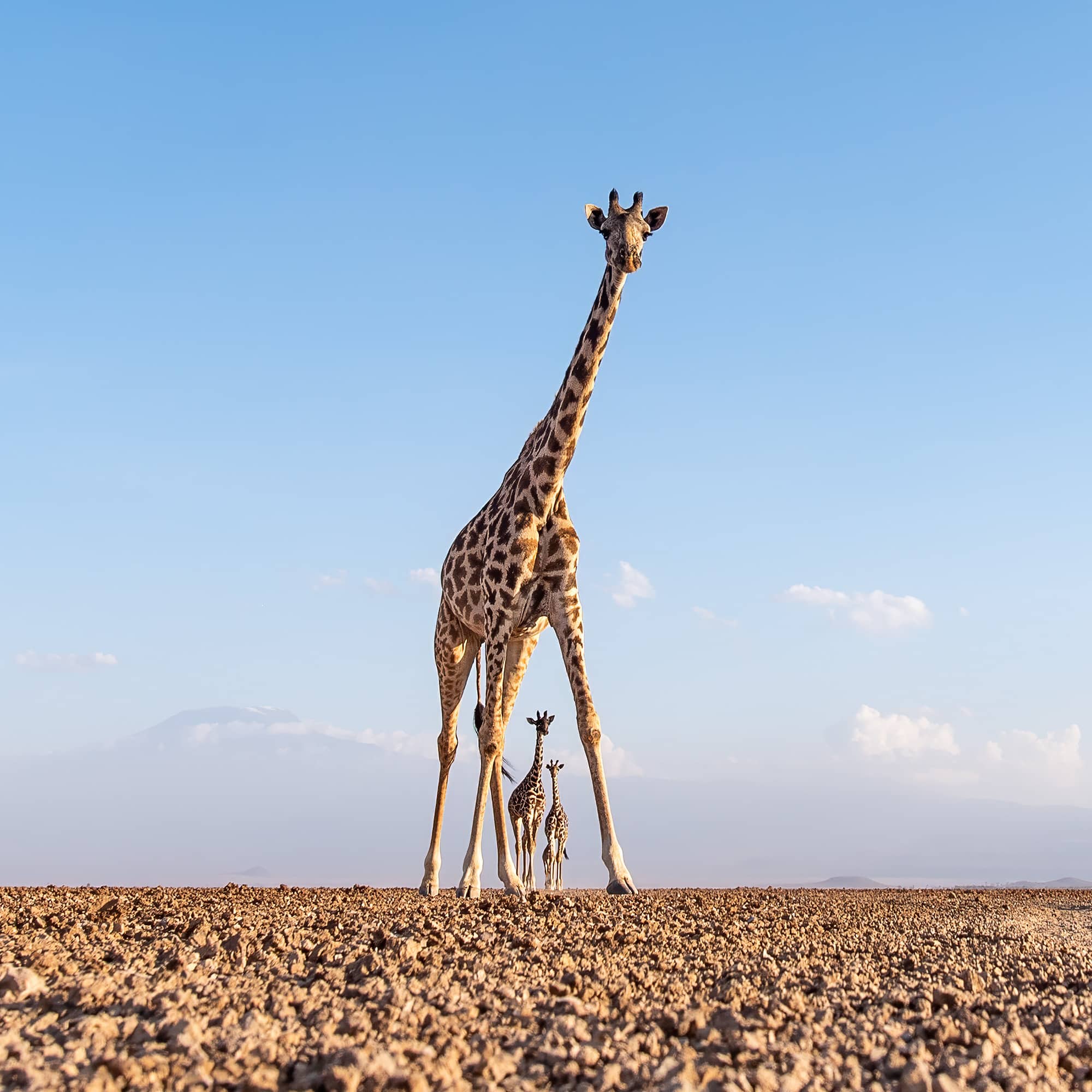 Matroska Giraffe - Give to GCF