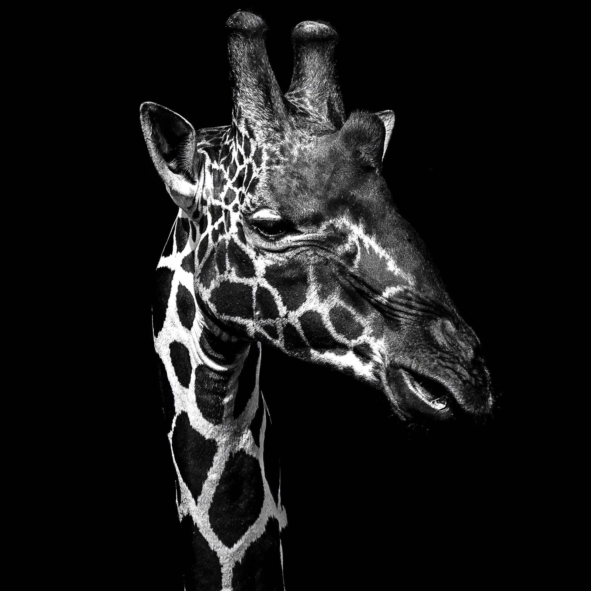 Gallery of Giraffe: Charity Art Prints to Protect Giraffe in the Wild ...